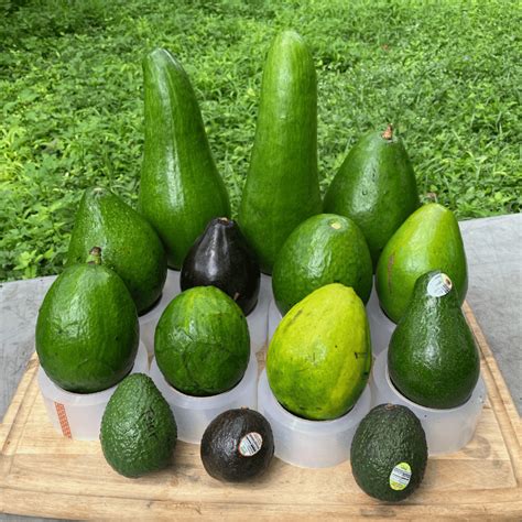 The Ultimate Guide To Growing Avocado Trees