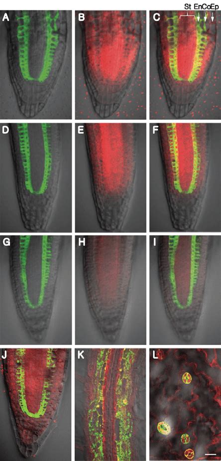 Protein Expression Level Acts As An Important Factor In Determining The Download Scientific
