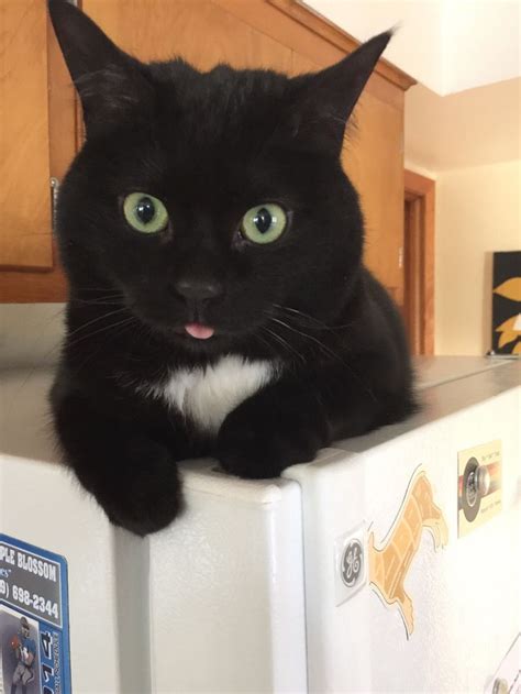 17 Best Images About Blep On Pinterest Cats A Wolf And Kittens