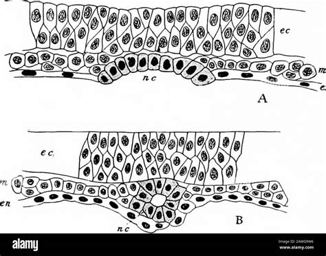The Development Of The Human Body A Manual Of Human Embryology O Fig
