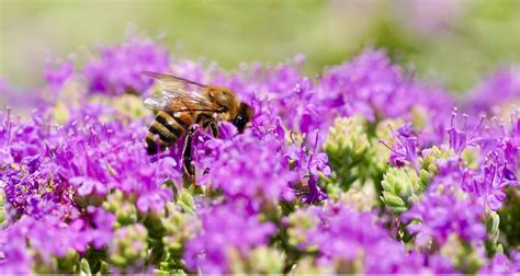 Flowers That Draw Pollinators To Your Garden Backyard Vegetable Gardener