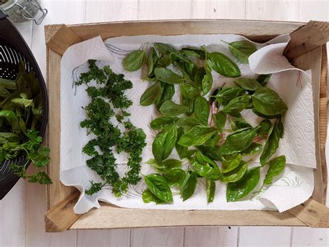 Comment Faire Sécher Des Feuilles De Basilic