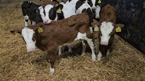 9 Simmental Bull Calves For Sale Youtube