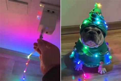 플러그 꽂자마자 화려하게 ‘반짝반짝 빛나는 크리스마스 트리의 반전 정체