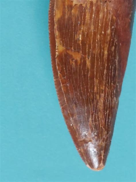 Dinosaur Tooth Carcharodontosaurus Sp Cm Catawiki