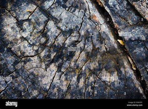 Texture Of A Tree Trunk In Natural Light Stock Photo Alamy Texture Of A Tree Trunk In Natural Light Stock Photo Alamy