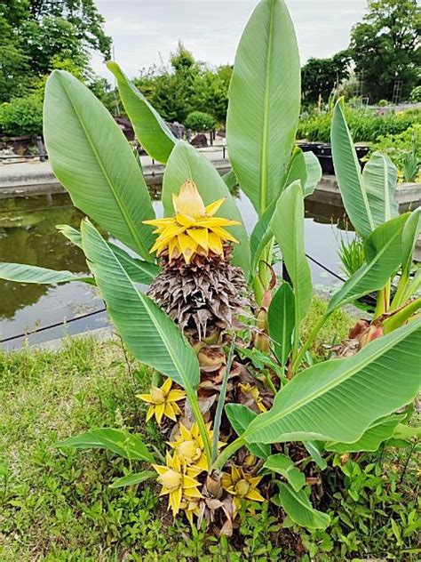 京都府立植物園 日本で最初の公立植物園 泊まりたいアジア