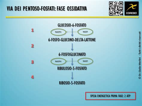 Via Del Pentoso Fosfato A Cosa Serve E Di Cosa Si Tratta Corebo