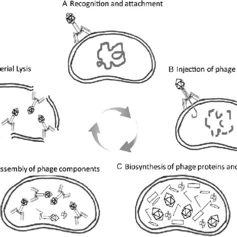 Schematic Representation Of Lytic Bacteriophage Replication Cycle A Download Scientific