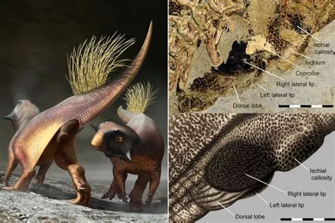 Scientists Find 50million Year Old Fossil Penis Of Bug Previously