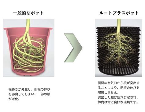 ルートプラスポット（rootplus）12l 鉢 Root Pot Tree People