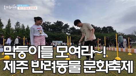 혼저옵서예 🐶 막둥이들 모여라~ 제주 반려동물 문화축제 🐱 Youtube