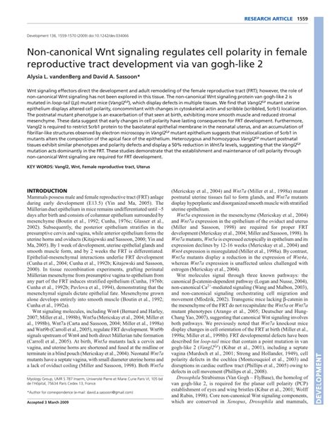 Pdf Non Canonical Wnt Signaling Regulates Cell Polarity In Female