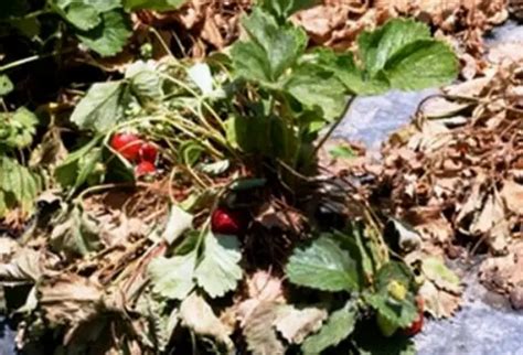 Defeating Phytophthora Cactorum Organic Strategies For Healthy