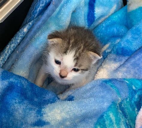 Kitten Who Was Accepted By Other Cats Starts To Hug Them And Look Out For Them Love Meow