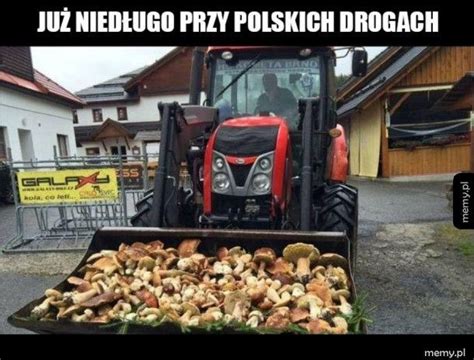 Internet śmieje się z grzybobrania Najlepsze MEMY Dziennik Bałtycki