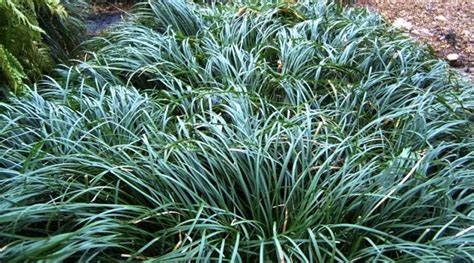 Ophiopogon Japonicus Systematics Habitat Cultivation