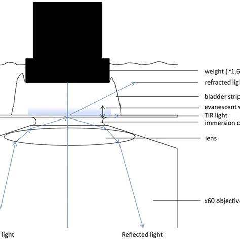 Schematic Diagram Depicting The Tirf Microscopy Approach Used For The