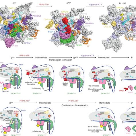 Model Of Catalytic Activation In Pre Mrna Splicing A Catalytic Download Scientific Diagram