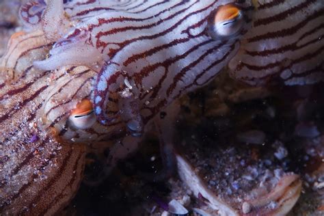 Striped Pyjama Squid Striped Dumpling Squid Sepioloidea Lineolata