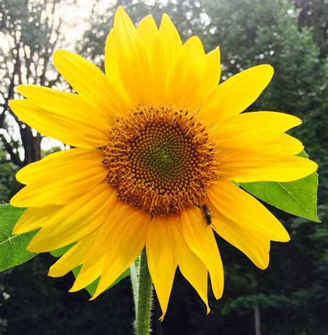 Sunflowers X Sunflower Love Photography Nature