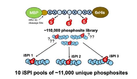 Gygi Lab Presents Ipsi A Novel Resource For Phosphoproteomics Cell