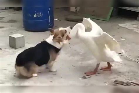 狗舌头差点被大鹅咬断，狗子哭着求饶