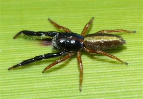 Araña Saltarina De Cabeza Negra Trite Planiceps Picture Insect