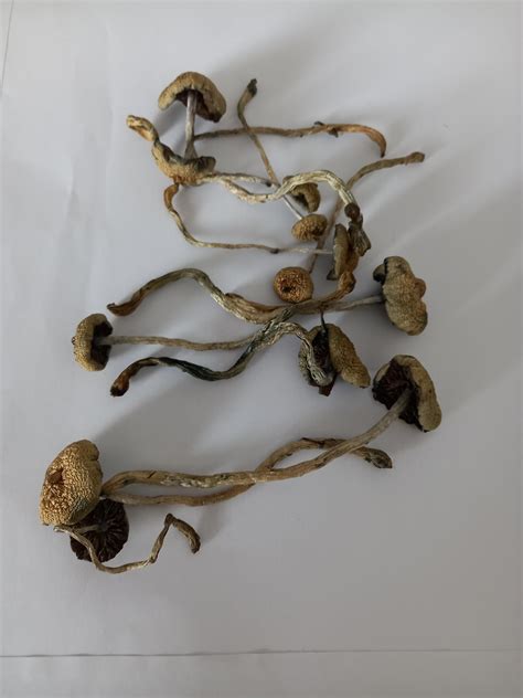 Need Some Direction On Drying Shrooms Rmicrodosing