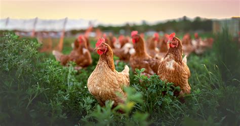 Aspca And 27370 Advocates Demand Better For Animals On Organic Farms