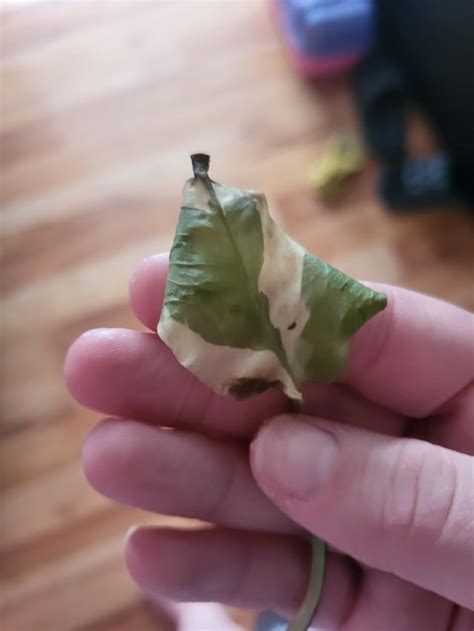 My Cutting Looks Like Its Dying Help Rplants