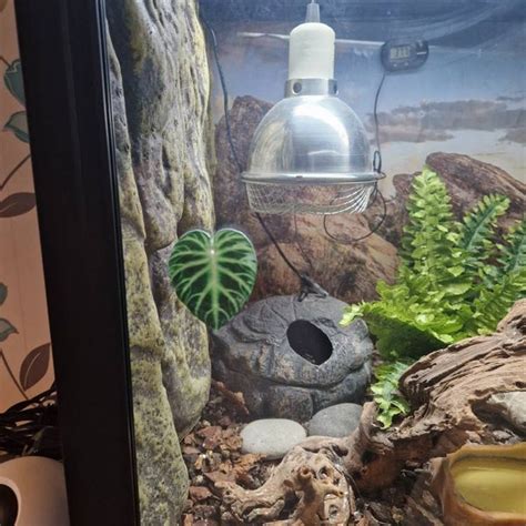 Lockie Hideaway Gecko Hide Reptile Gecko Frog Hide Jumping Spider