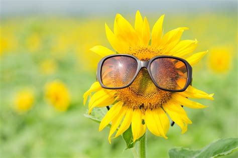 5 Dicas Para Viver Melhor