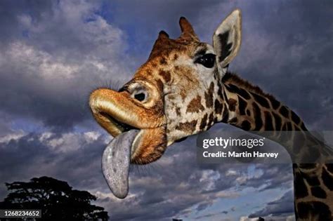 What Color Is A Giraffes Tongue Photos And Premium High Res Pictures