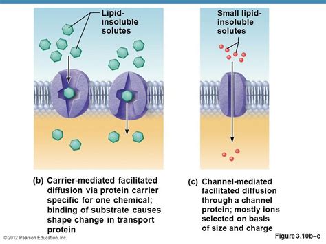 Facilitated Diffusion Diagram Pearson