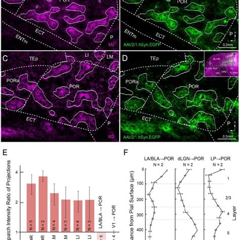 3 Axonal Projections Of Visual Cortex→amygdala Pathways A J In Situ Download Scientific