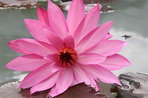 pink lotus flower java