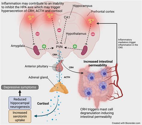 Schematic Representation Of Neuroinflammatory Induced Impairment Of The