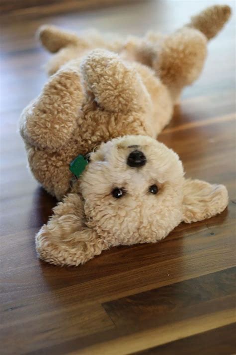 Pin On Cute Puppies