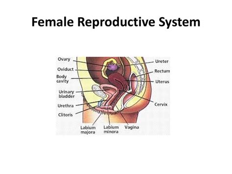 The Human Reproductive System - ppt download