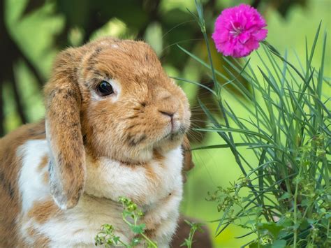 Bunny Eating Flower