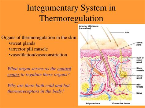 Ppt Thermoregulation Powerpoint Presentation Id 250089