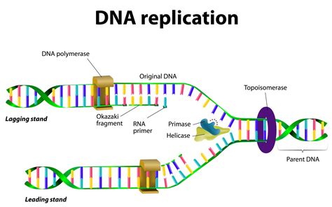 Dna Structure And Replication Diagram Labeled Dna Replicatio