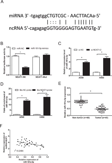 Lncrna Neat1 Directly Targets Mir 181a 5p In Nsclc A The Predicted