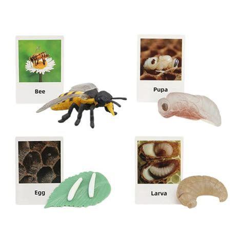 Milaget Life Cycle Figures Toys Biology Science Growth Stage Model