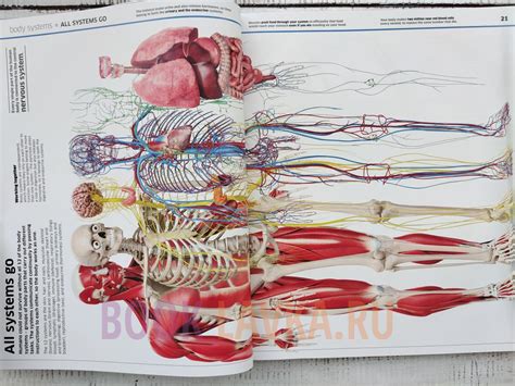 Knowledge Encyclopedia Human Body купить в интернет магазине