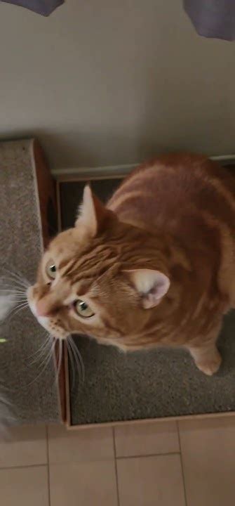 猫じゃらしに飛びつく猫😱 Youtube