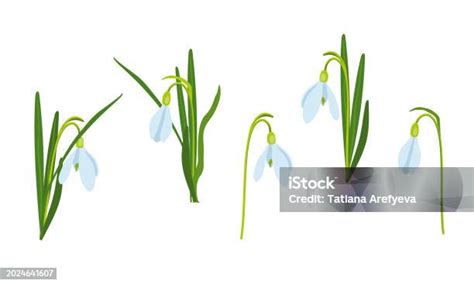 부활절 테마 꽃다발 봄 꽃 Snowdrops 흰 꽃 새싹과 나뭇잎 흰색 배경에 봄 파티 그림의 일부의 벡터 일러스트 레이 션 0
