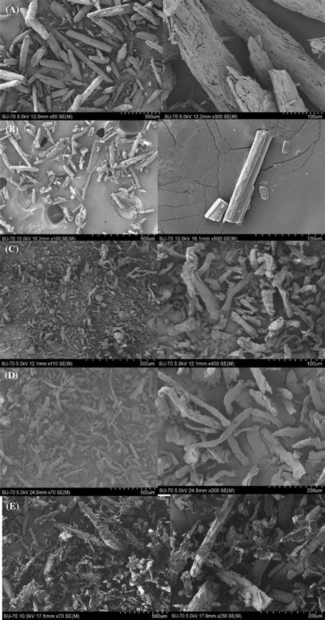 Sem Images Showing Samples Habit And Size Of A Pure Theophylline B Download Scientific Diagram