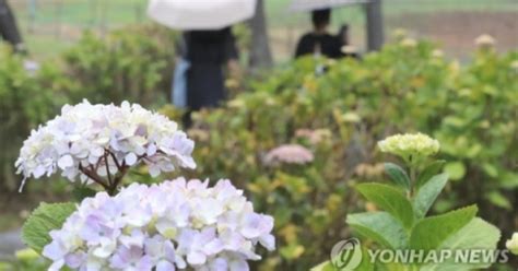오늘날씨 전국 구름많고 흐림미세먼지 농도 좋음~보통